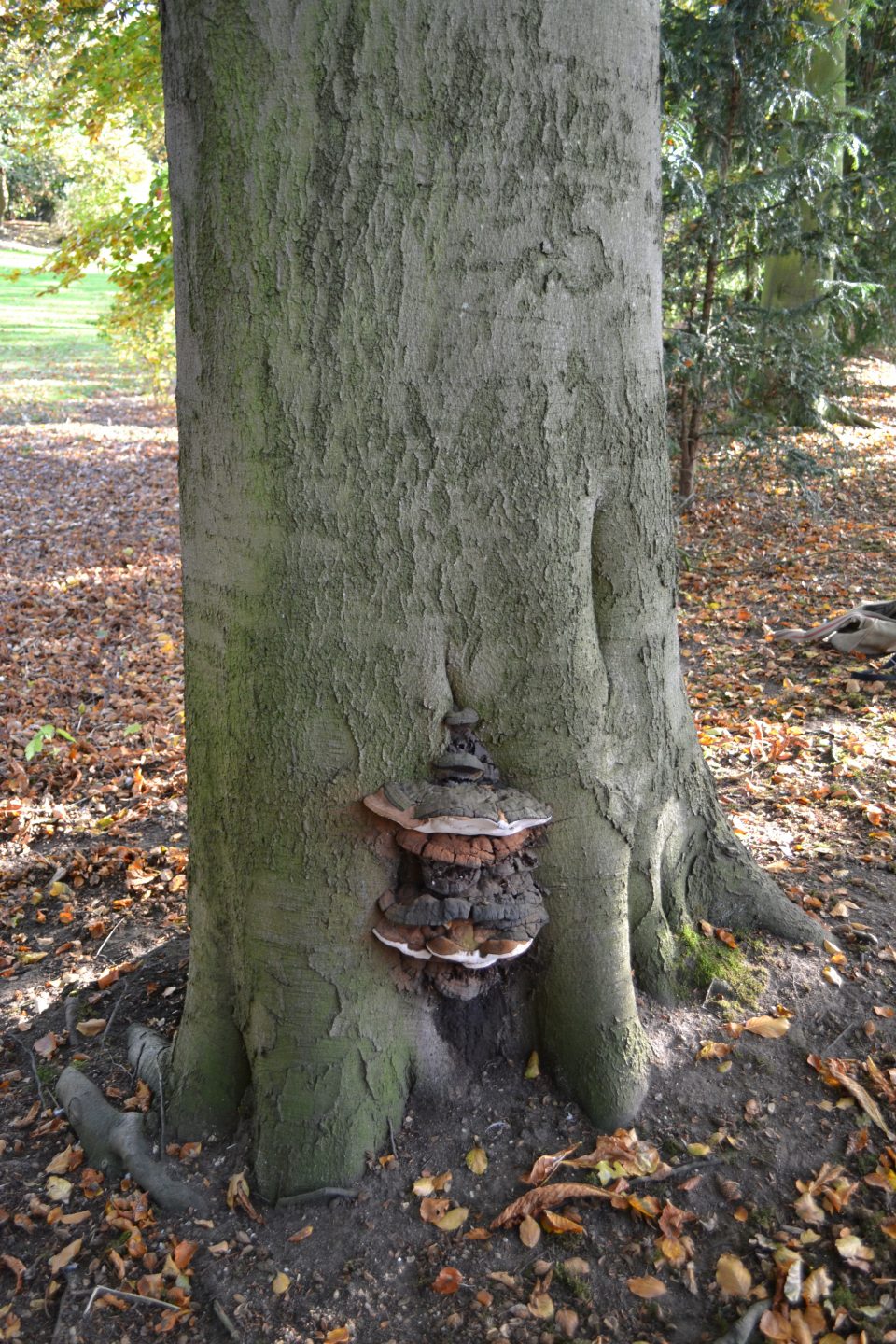 Ganoderma on Beech – Andrew Belson