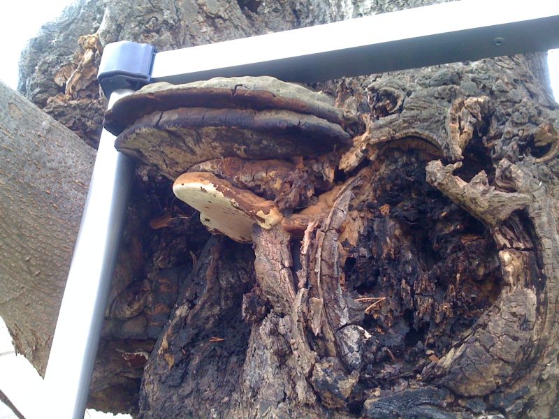 Ganoderma on stem of Lime – Andrew Belson