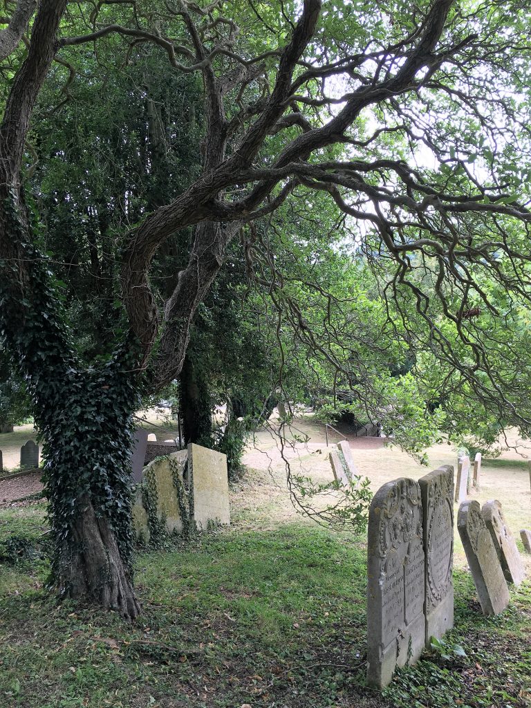 The myth of Ivy – Andrew Belson