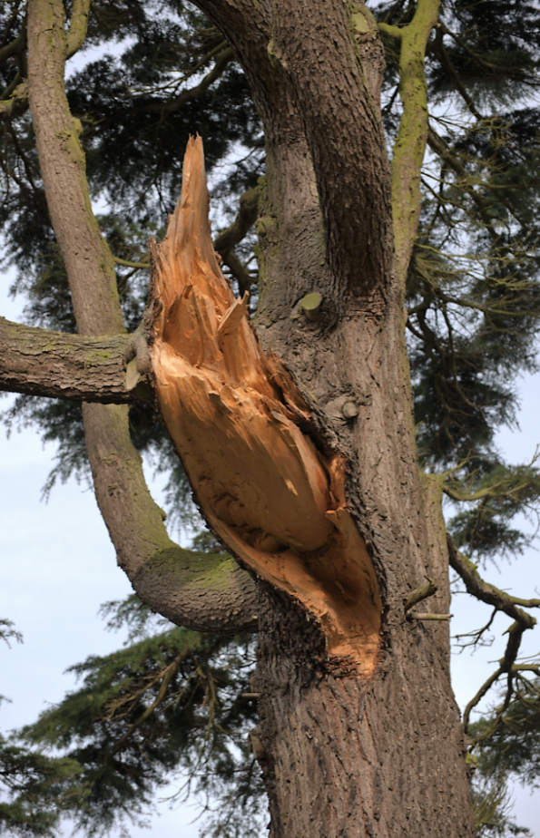 Fell or prune? – Andrew Belson