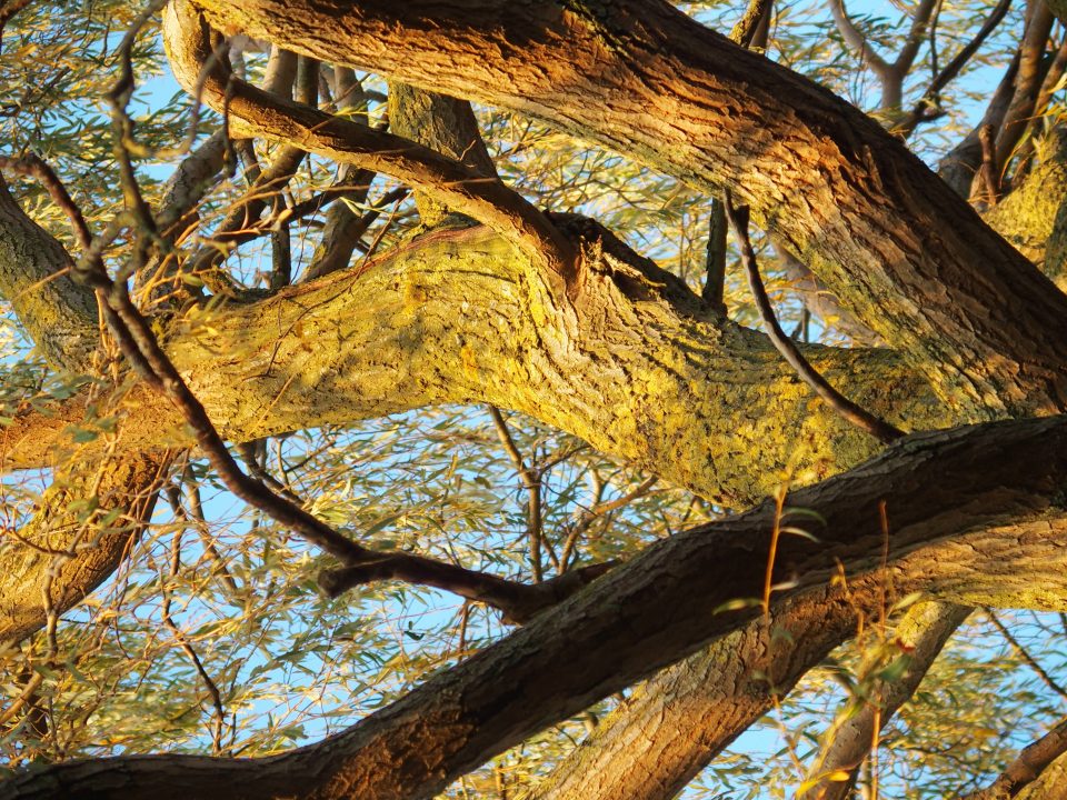 Sound Arboricultural Management – Andrew Belson